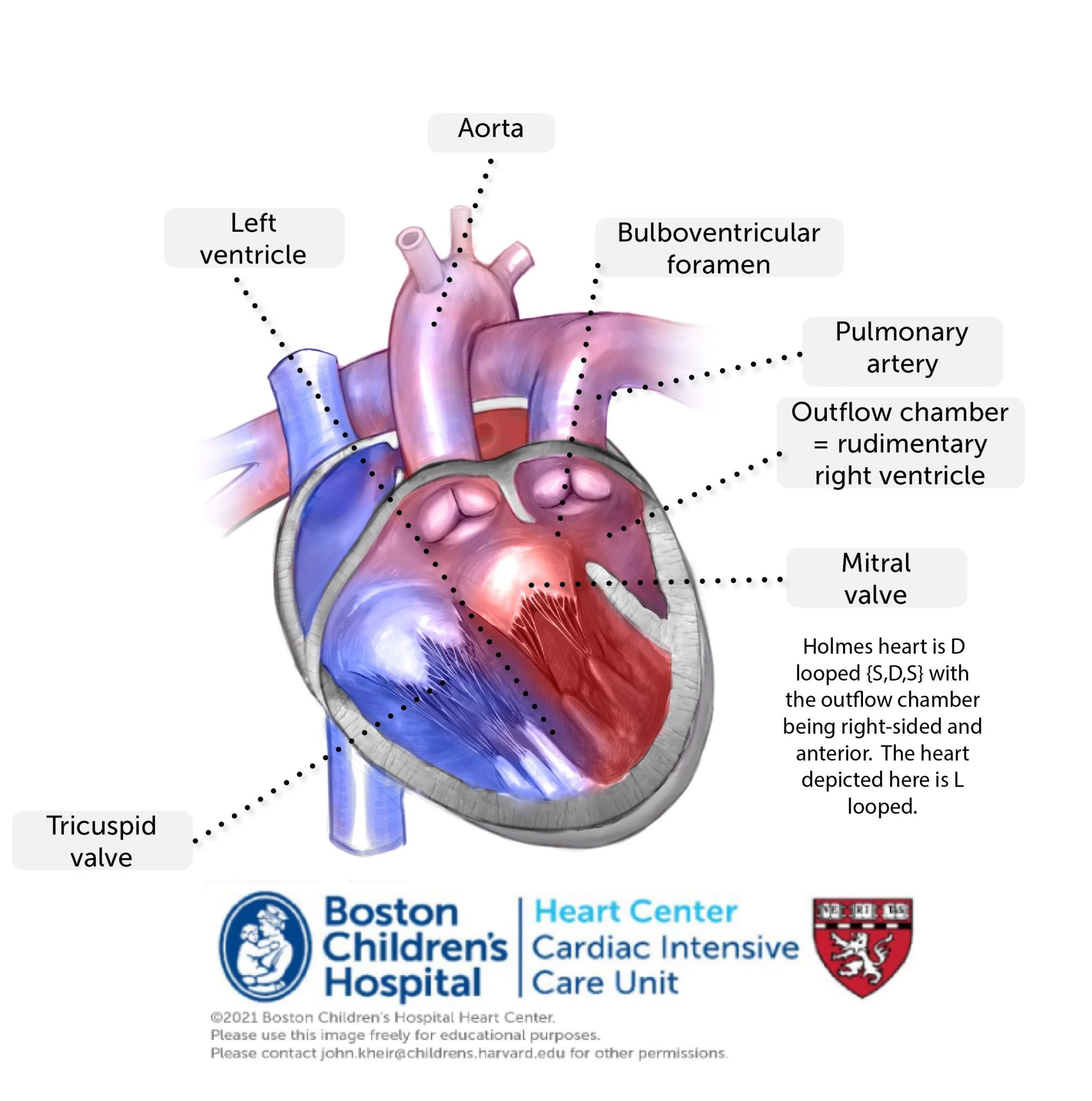 DILV/NRGA (Holmes Heart) – Online supplement
