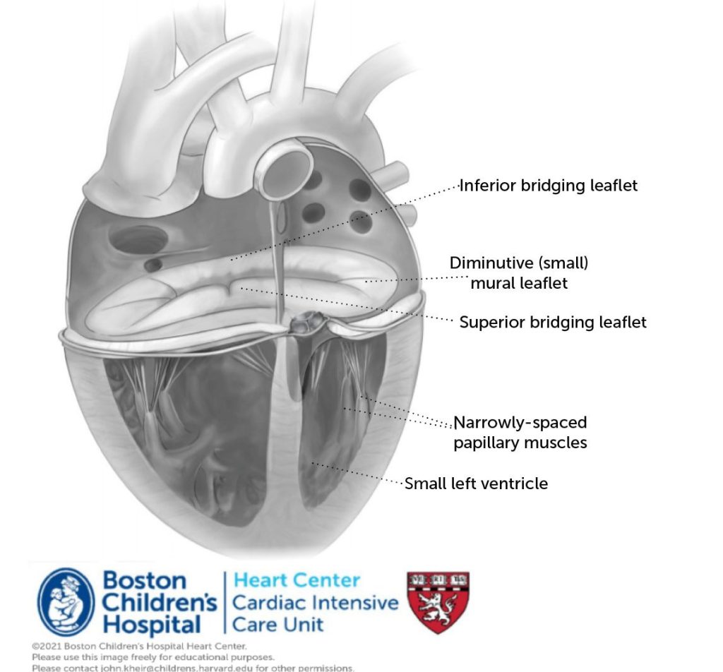 CAVC Spectrum – Online supplement
