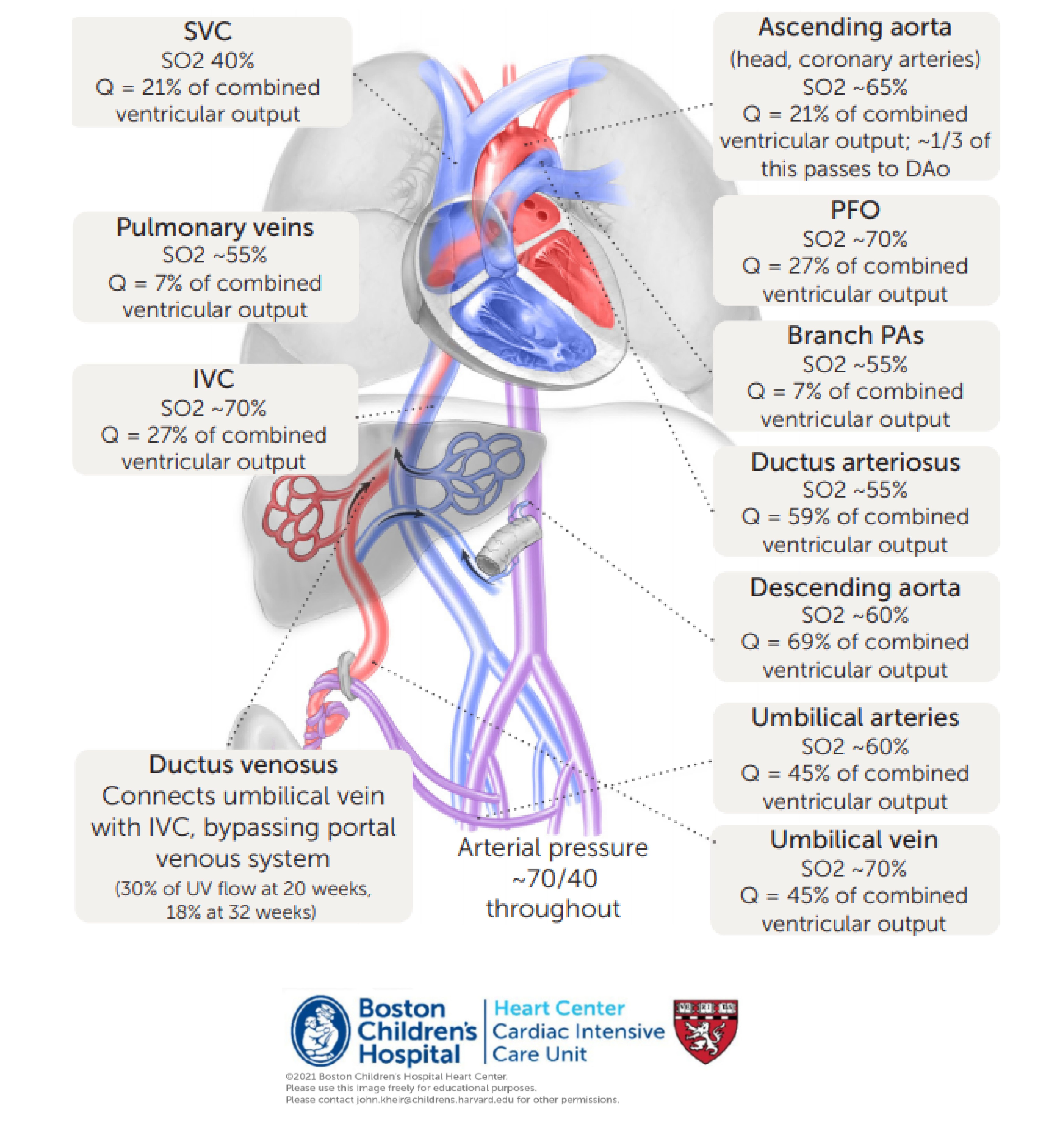 Fetal and Transitional Circulation – Online supplement