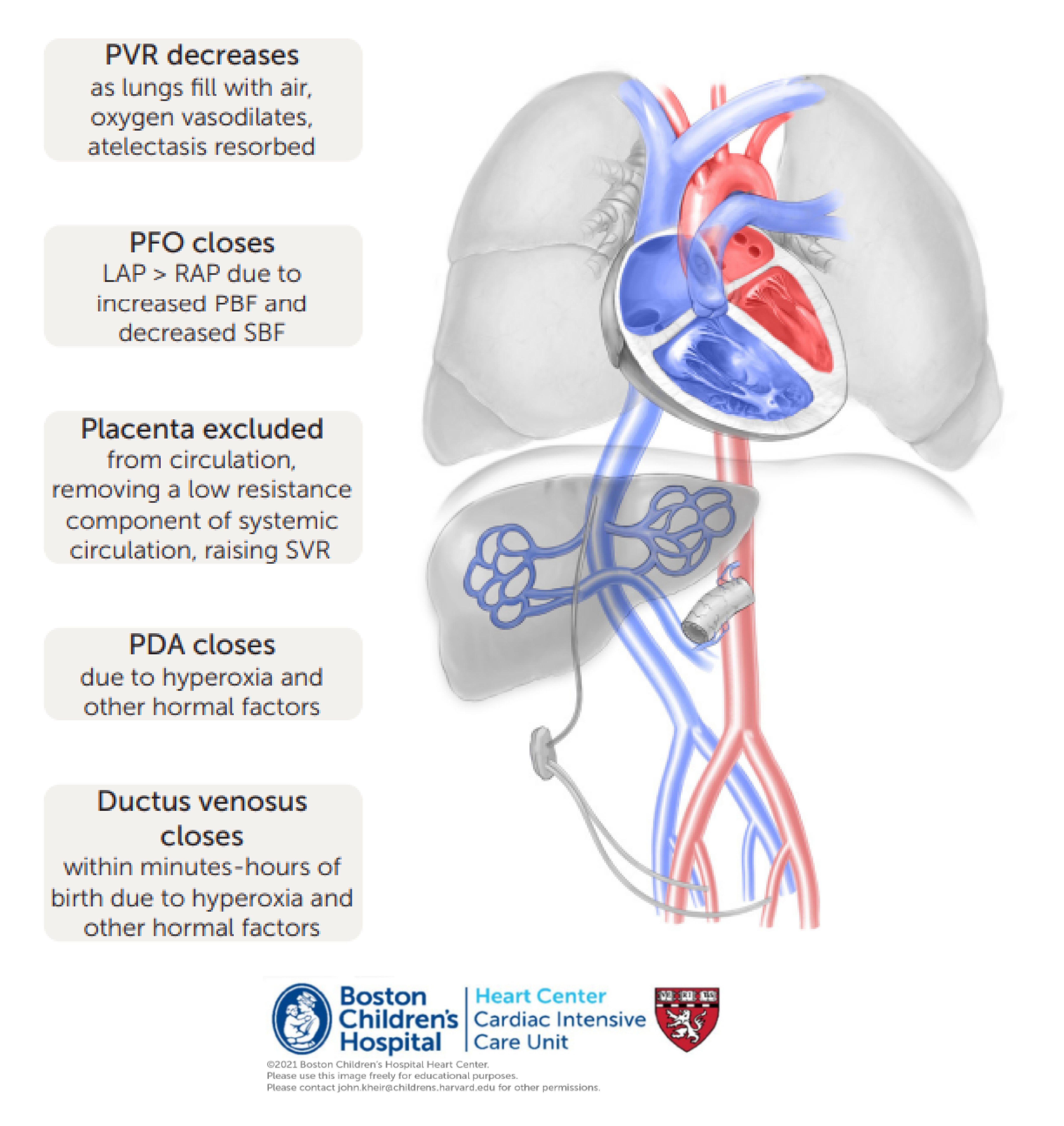 Fetal and Transitional Circulation – Online supplement
