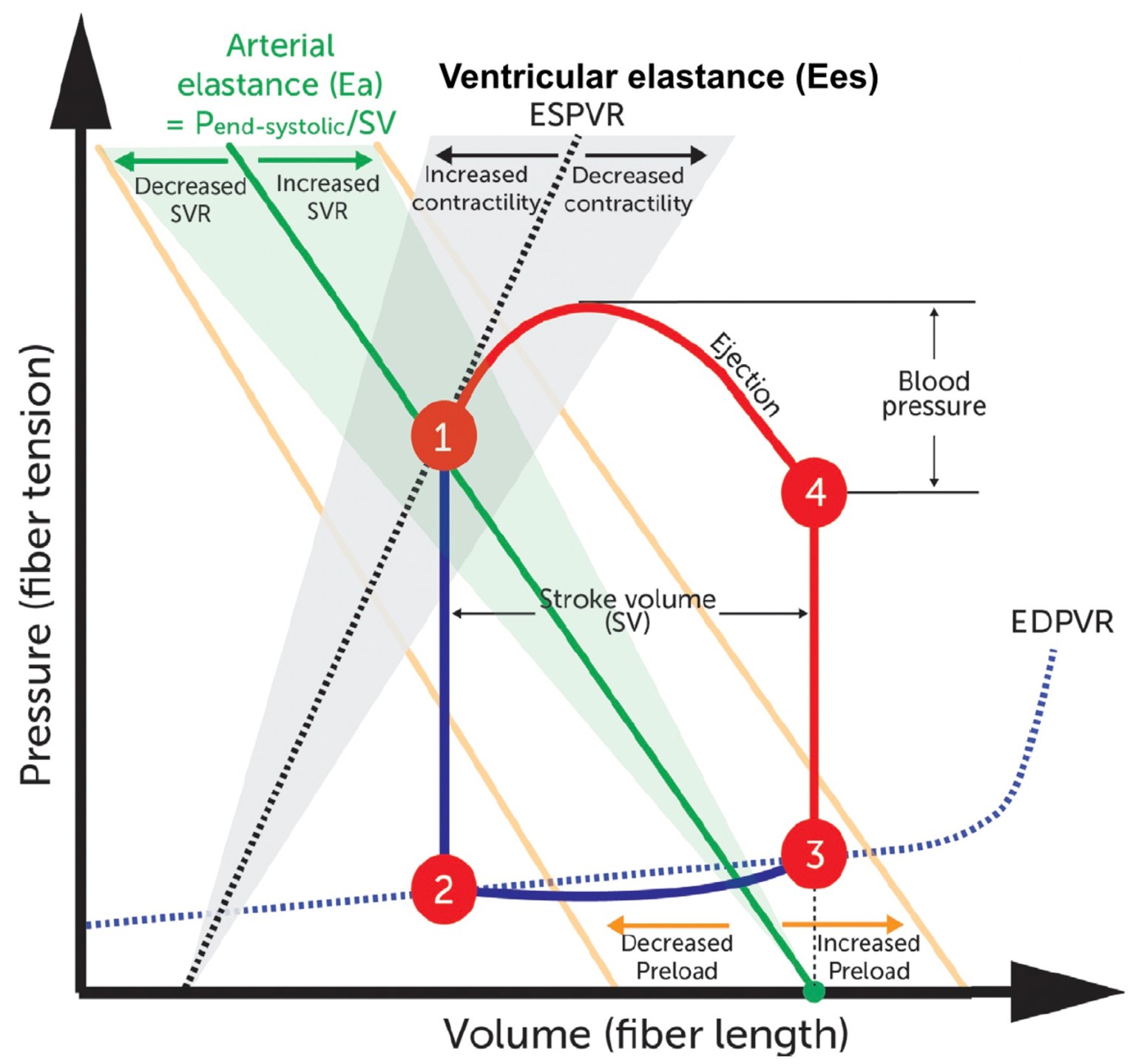 Pressure volume loops – Online supplement